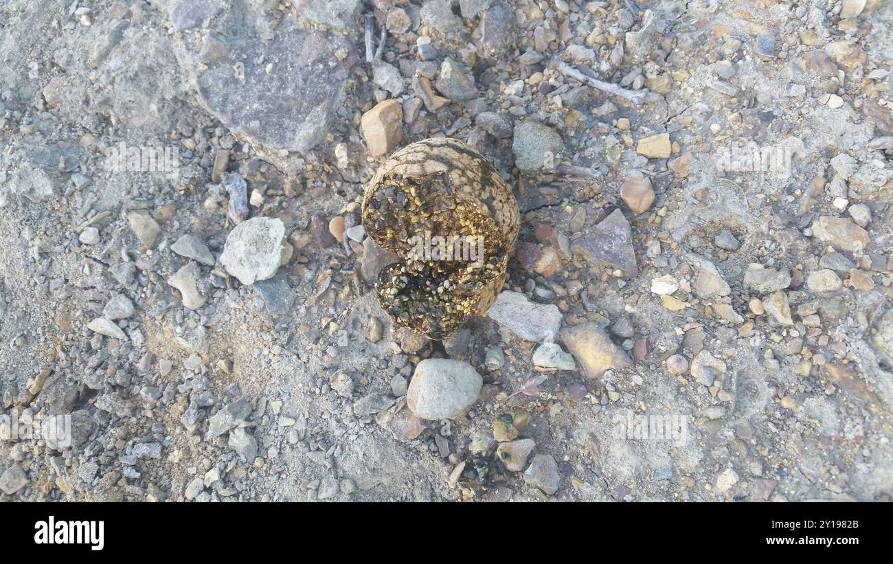 Dead mans foot hi-res stock photography and images - Alamy