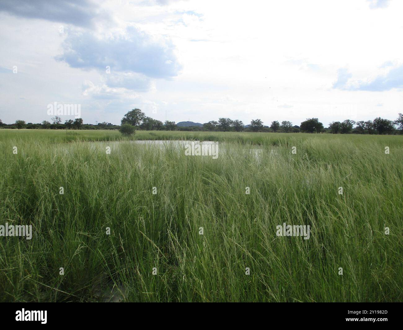 Variable Flatsedge (Cyperus difformis) Plantae Stock Photo - Alamy