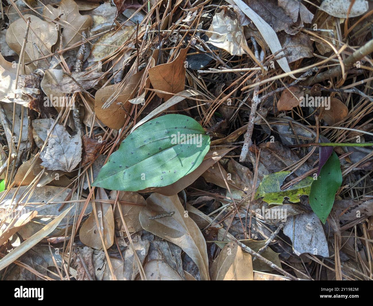 crane-fly orchid (Tipularia discolor) Plantae Stock Photo - Alamy
