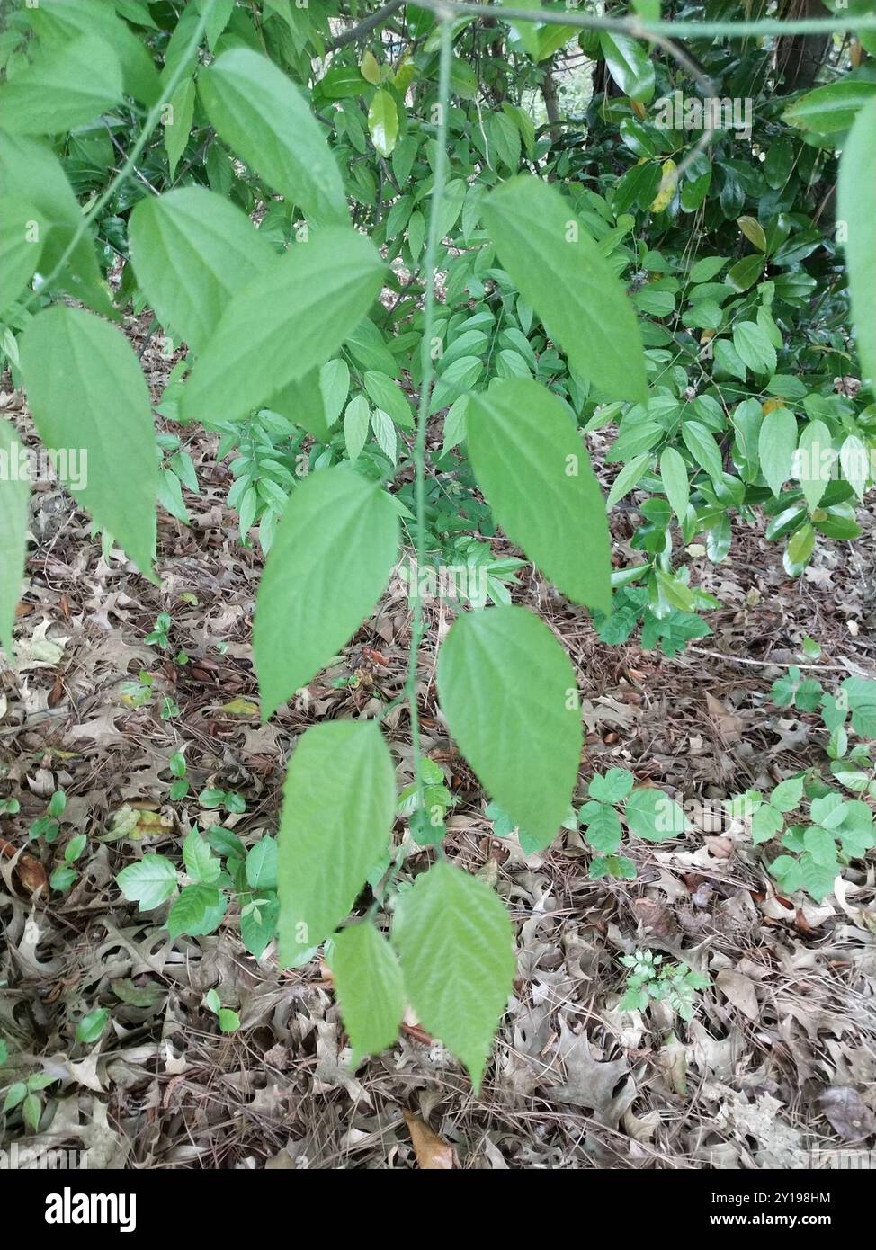 hackberries (Celtis) Plantae Stock Photo - Alamy