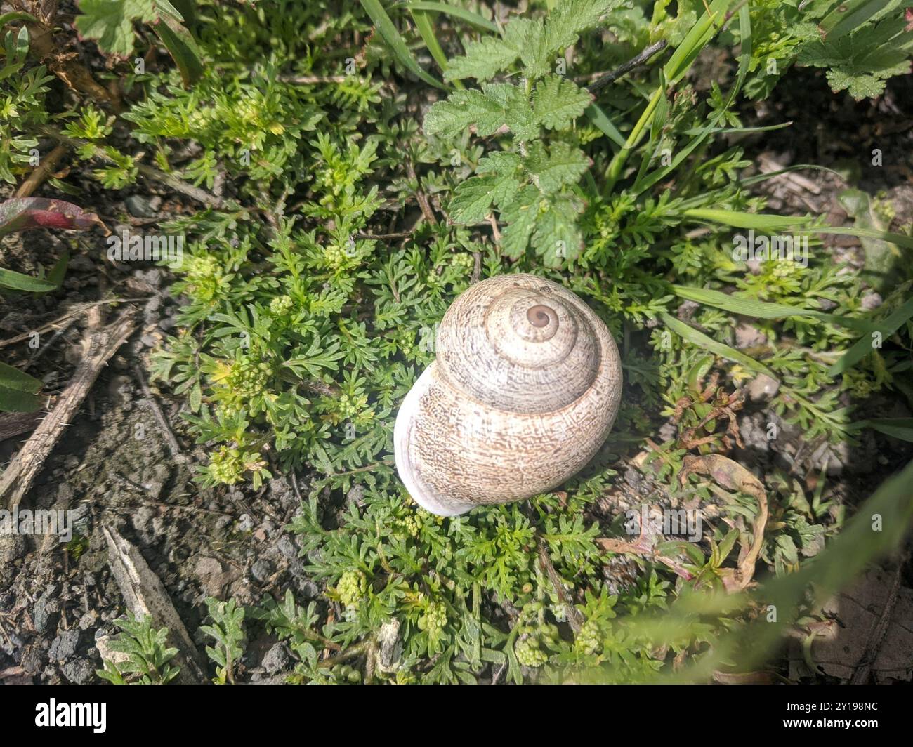 Milk Snail (Otala lactea) Mollusca Stock Photo - Alamy