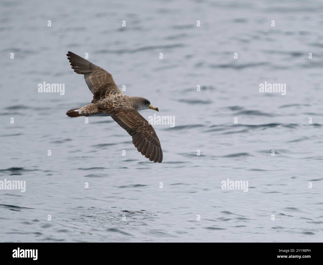 Cory's shearwater, Calonectris borealis, Single bird in flight, Off the ...