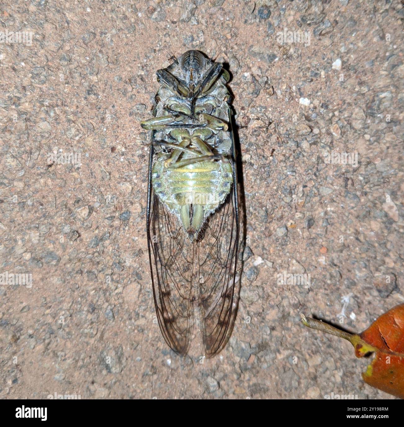 Typical Cicadas (Cicadidae) Insecta Stock Photo - Alamy