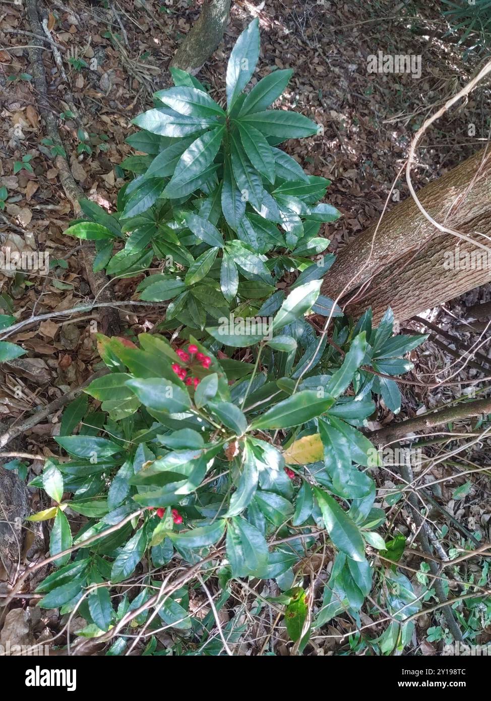 Coralberry (Ardisia crenata) Plantae Stock Photo - Alamy