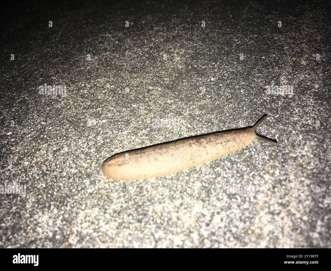 Florida Leatherleaf Slug (Leidyula floridana) Mollusca Stock Photo - Alamy