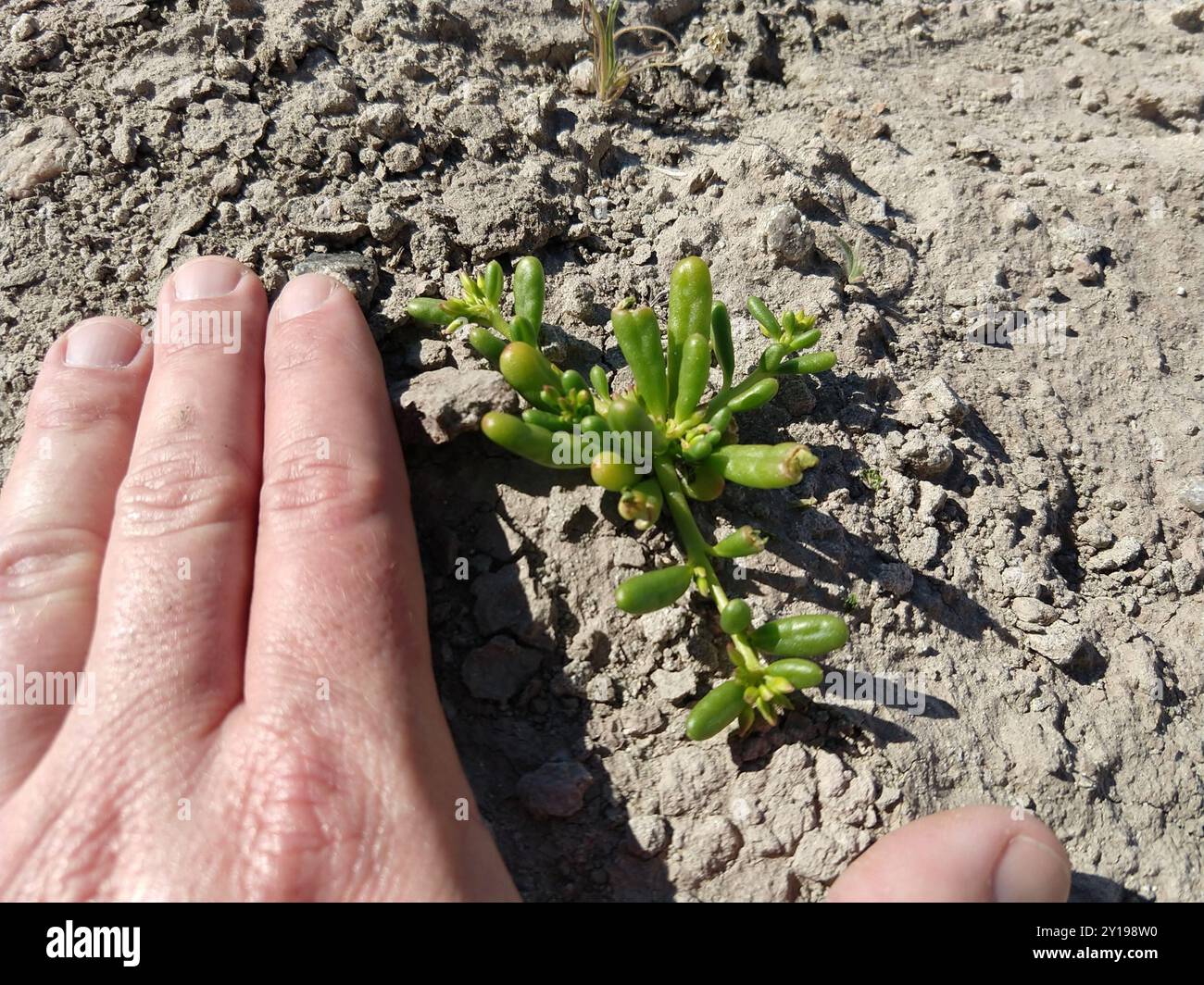 desert rockpurslane (Cistanthe ambigua) Plantae Stock Photo - Alamy