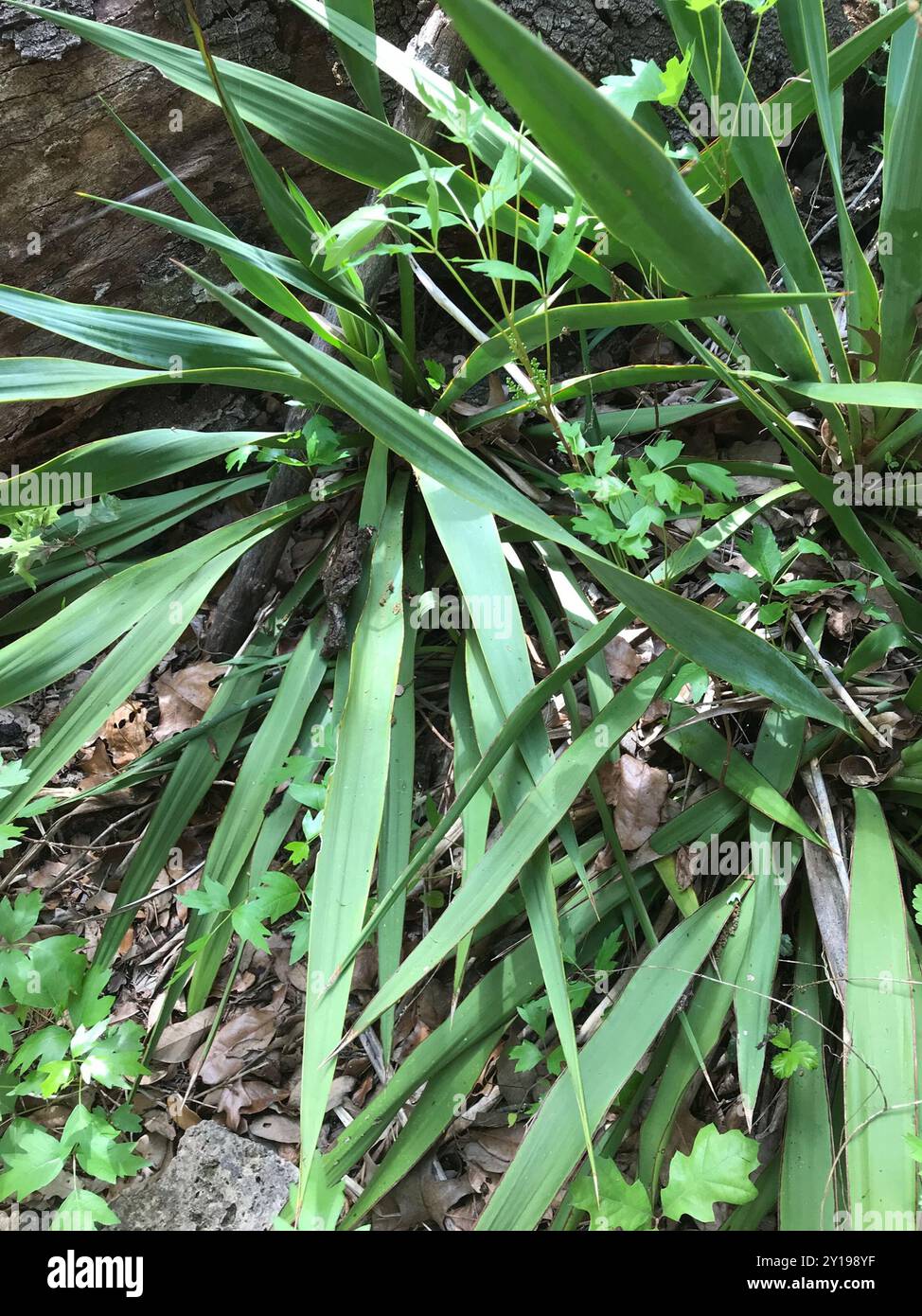 Twisted-leaf Yucca (Yucca rupicola) Plantae Stock Photo - Alamy