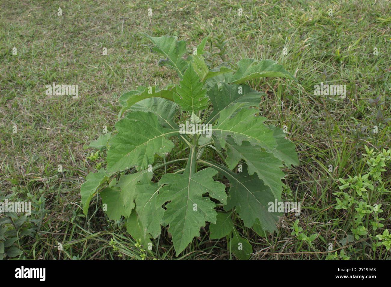 Mexican tree daisy (Verbesina turbacensis) Plantae Stock Photo - Alamy