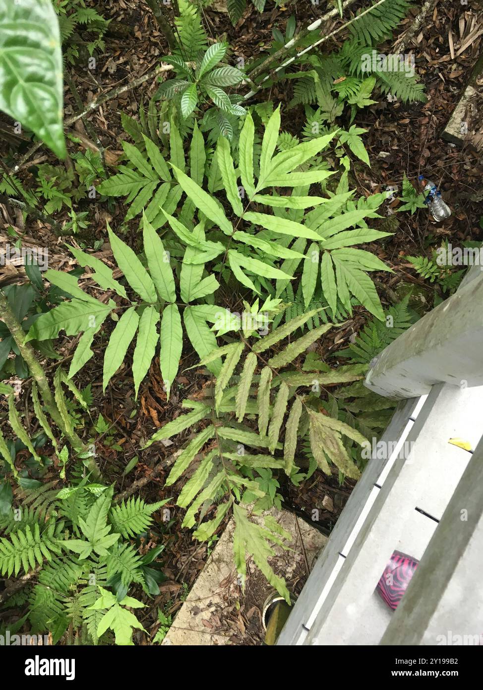incised halberd fern (Tectaria incisa) Plantae Stock Photo - Alamy