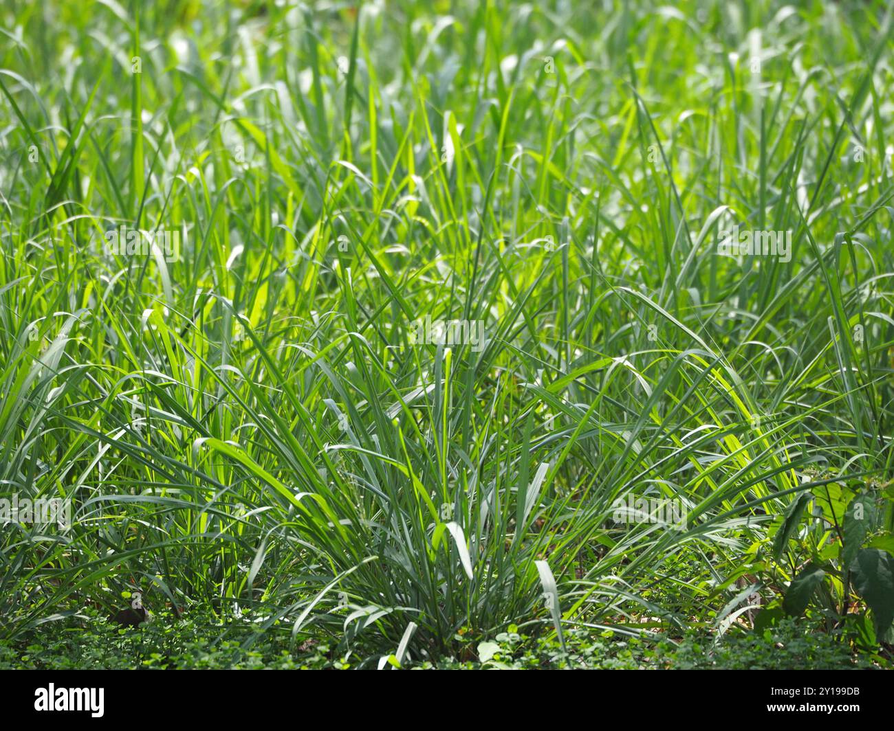 guinea grass (Megathyrsus maximus) Plantae Stock Photo - Alamy
