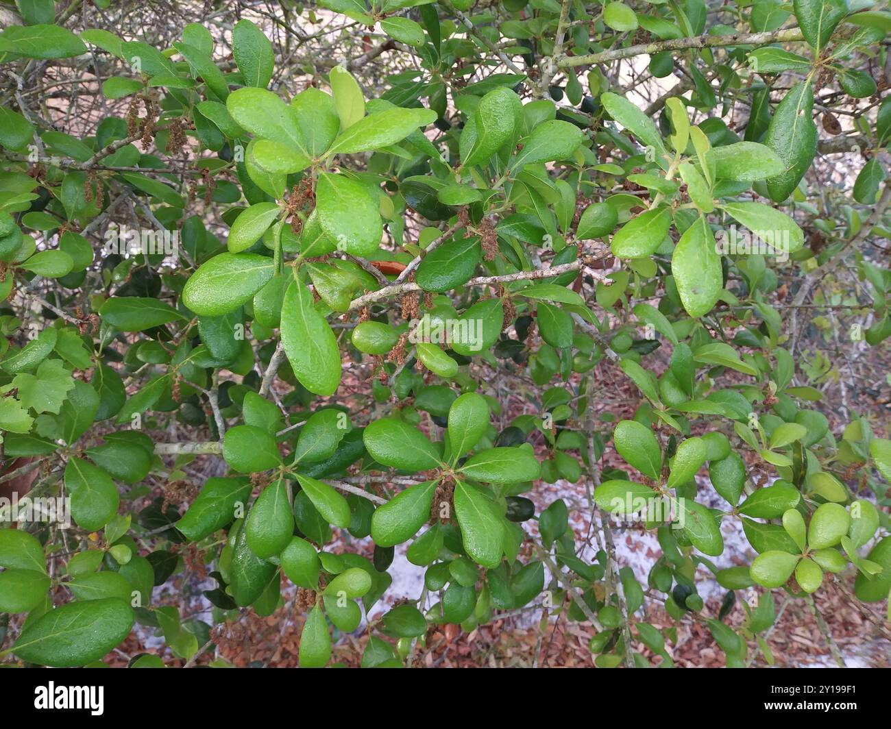 Myrtle Oak (Quercus myrtifolia) Plantae Stock Photo - Alamy