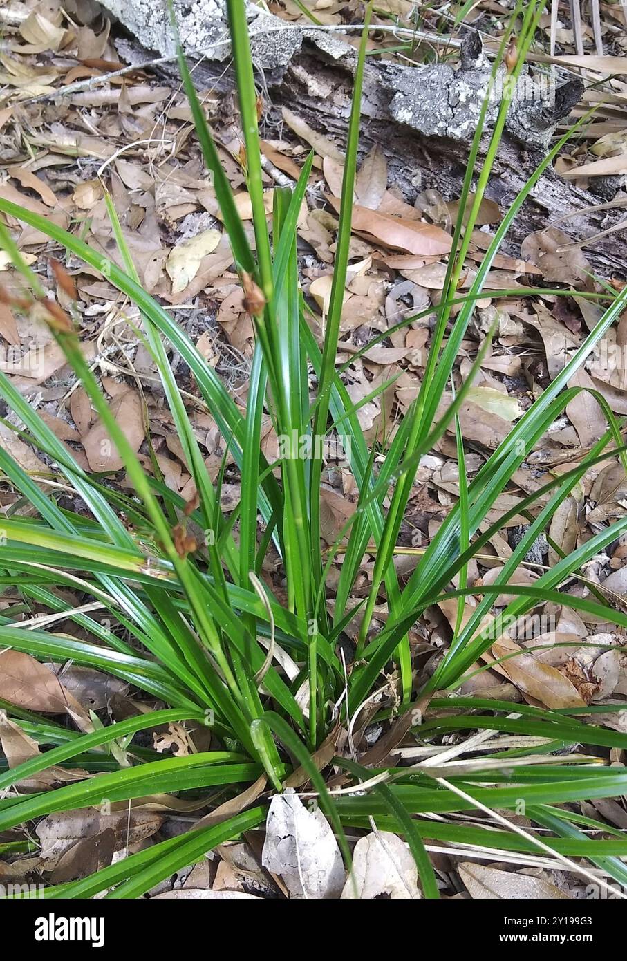 sandyfield beaksedge (Rhynchospora megalocarpa) Plantae Stock Photo - Alamy