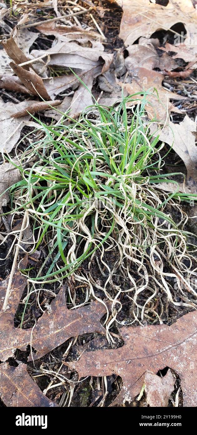 Poverty oatgrass (Danthonia spicata) Plantae Stock Photo - Alamy