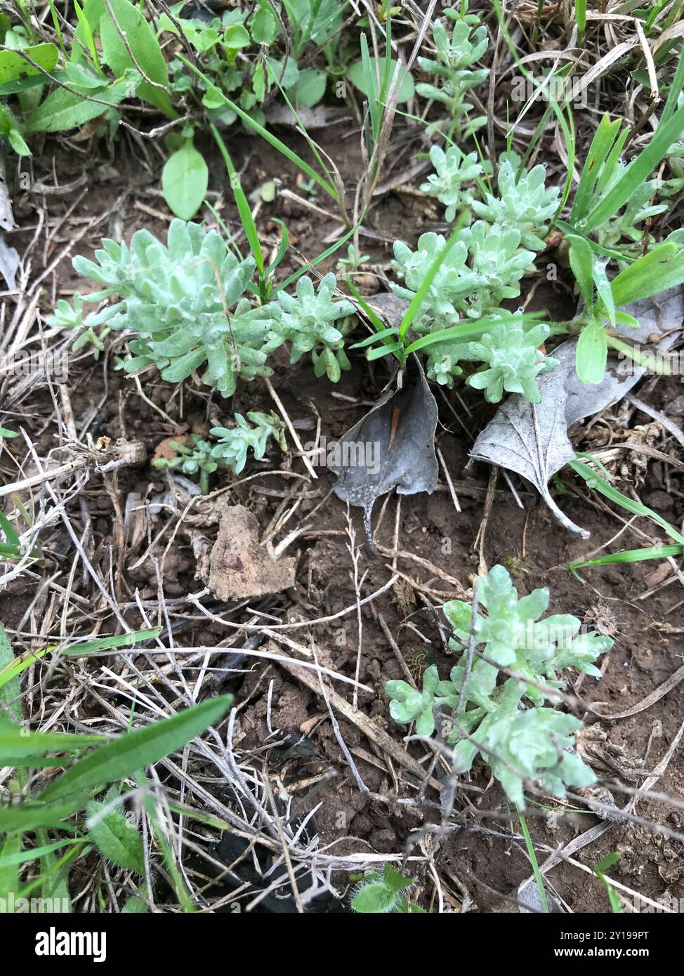 flathead rabbit tobacco (Diaperia prolifera) Plantae Stock Photo - Alamy
