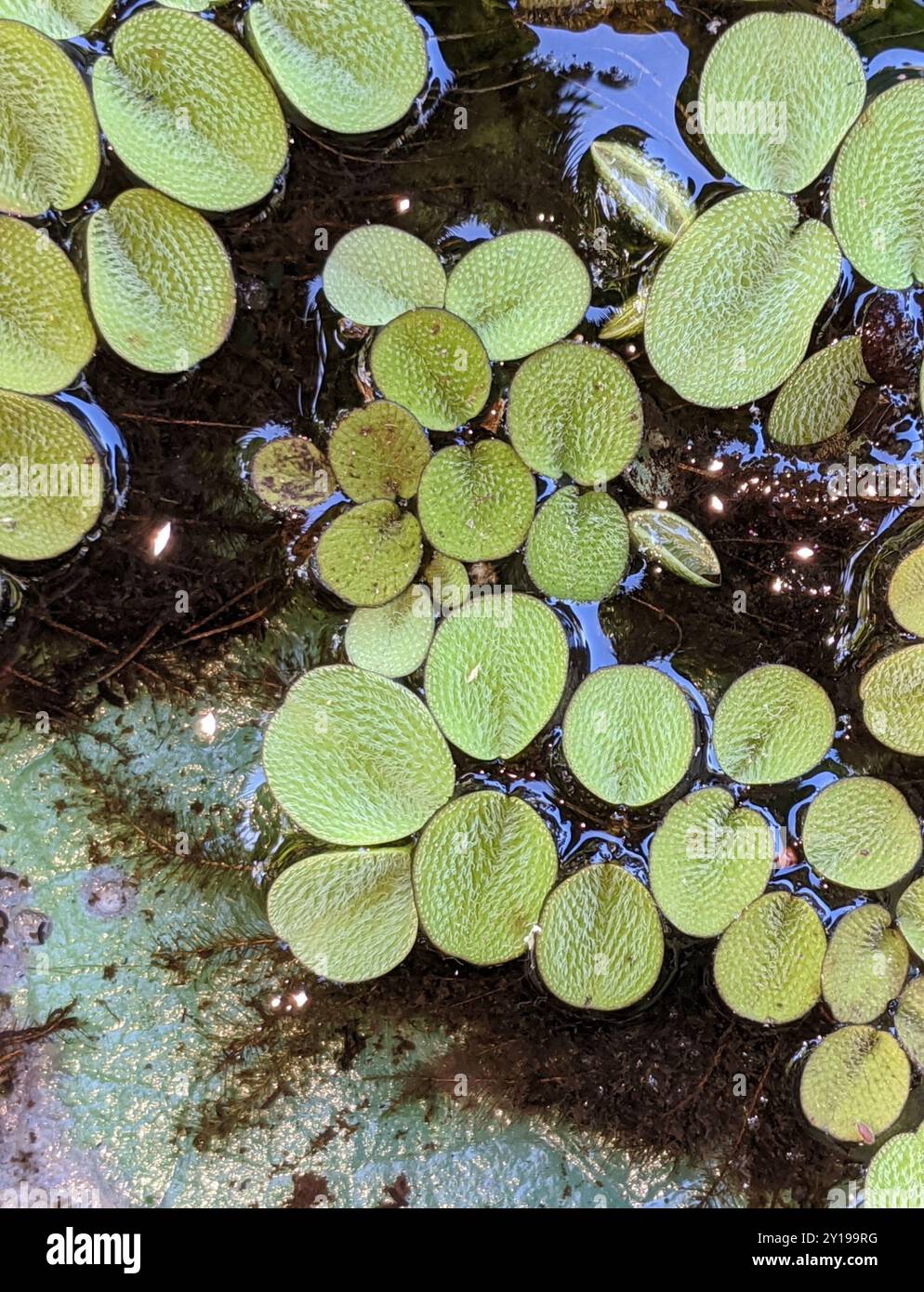 water spangles (Salvinia minima) Plantae Stock Photo - Alamy