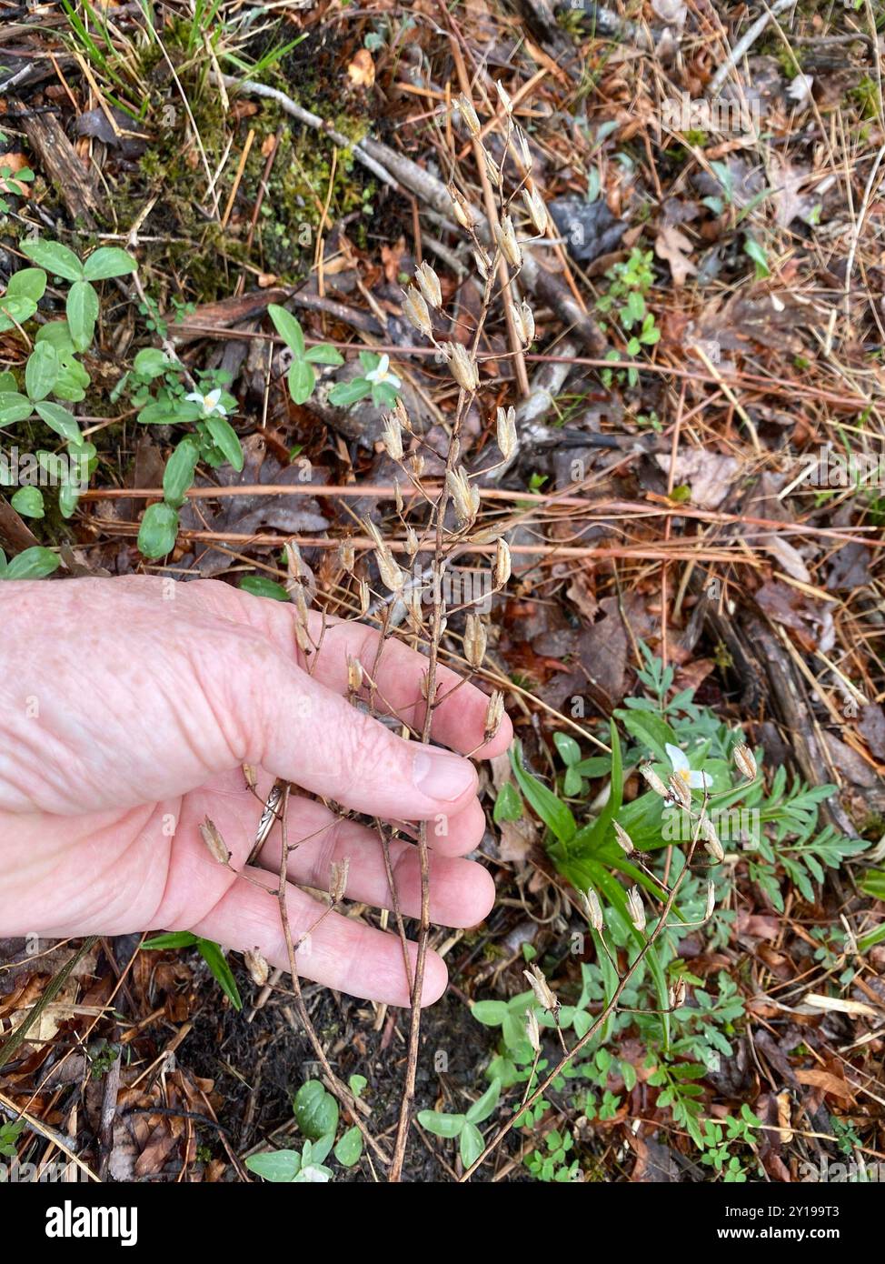 Virginia bunchflower (Veratrum virginicum) Plantae Stock Photo - Alamy