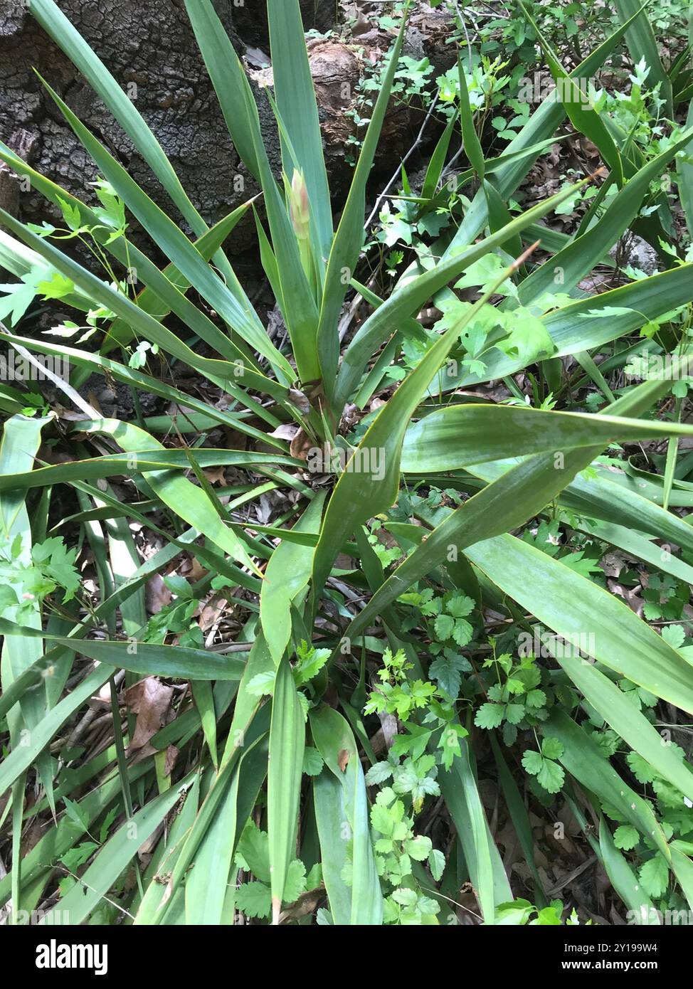 Twisted-leaf Yucca (Yucca rupicola) Plantae Stock Photo - Alamy