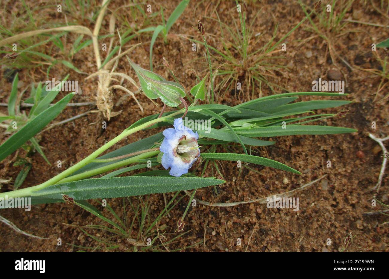 (Trichodesma angustifolium) Plantae Stock Photo - Alamy