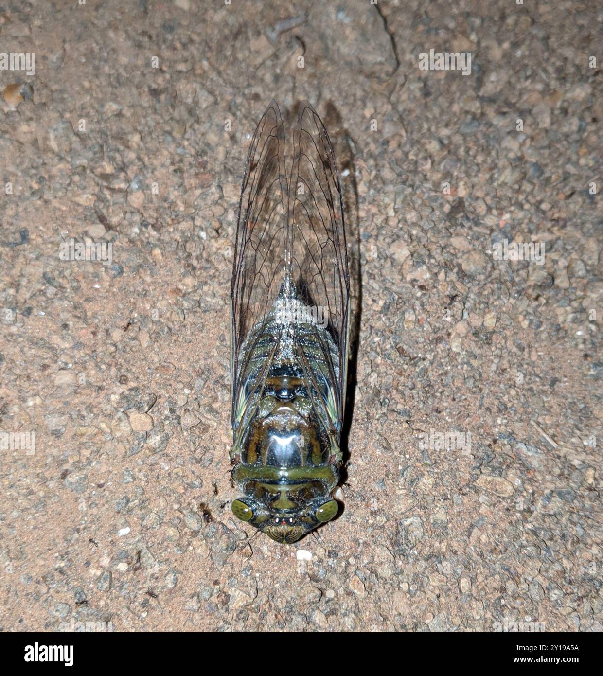 Typical Cicadas (Cicadidae) Insecta Stock Photo - Alamy
