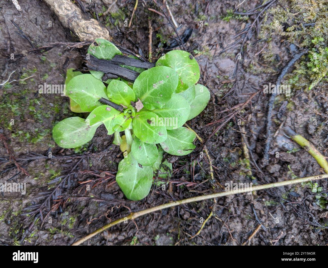 seaside brookweed (Samolus parviflorus) Plantae Stock Photo - Alamy