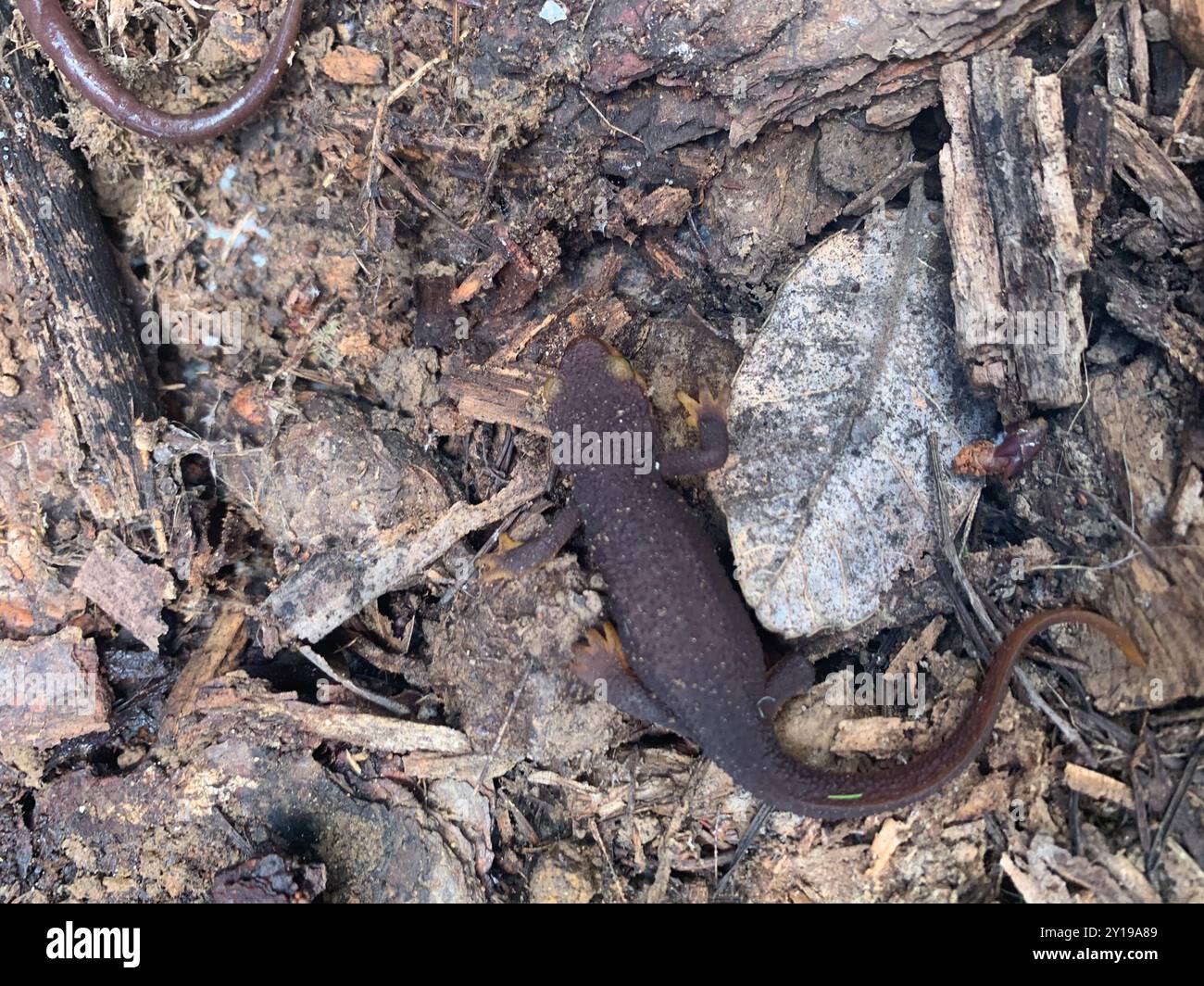 California Newt (Taricha torosa) Amphibia Stock Photo - Alamy