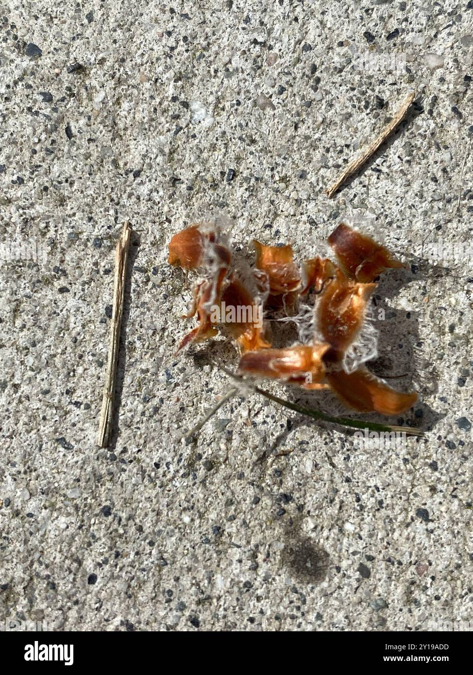 conifers (Pinopsida) Plantae Stock Photo - Alamy