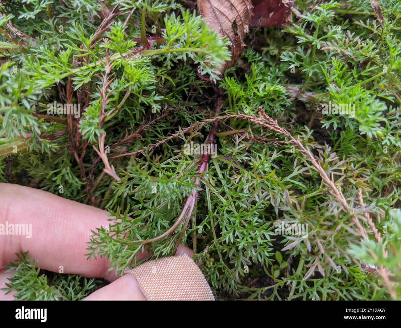 common soliva (Soliva sessilis) Plantae Stock Photo - Alamy