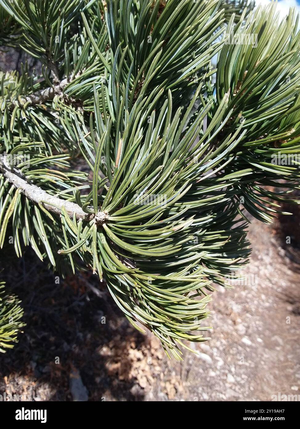 Colorado Pinyon (Pinus edulis) Plantae Stock Photo - Alamy