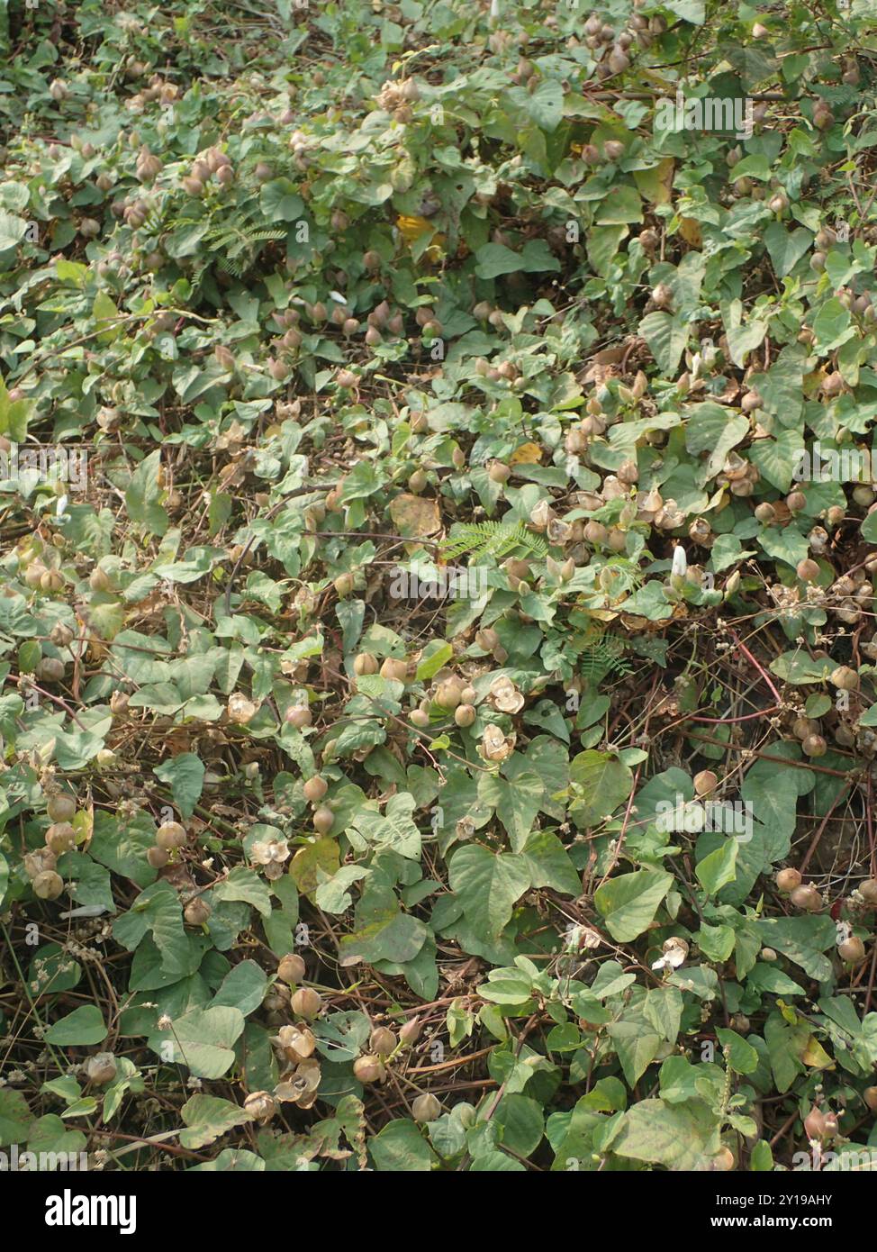 Turpeth (Operculina turpethum) Plantae Stock Photo - Alamy