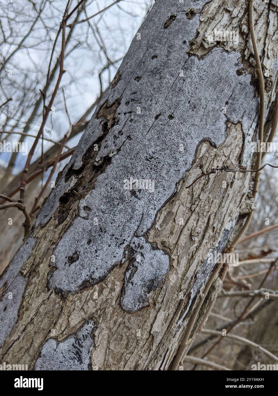 hypoxylon canker (Biscogniauxia atropunctata) Fungi Stock Photo - Alamy