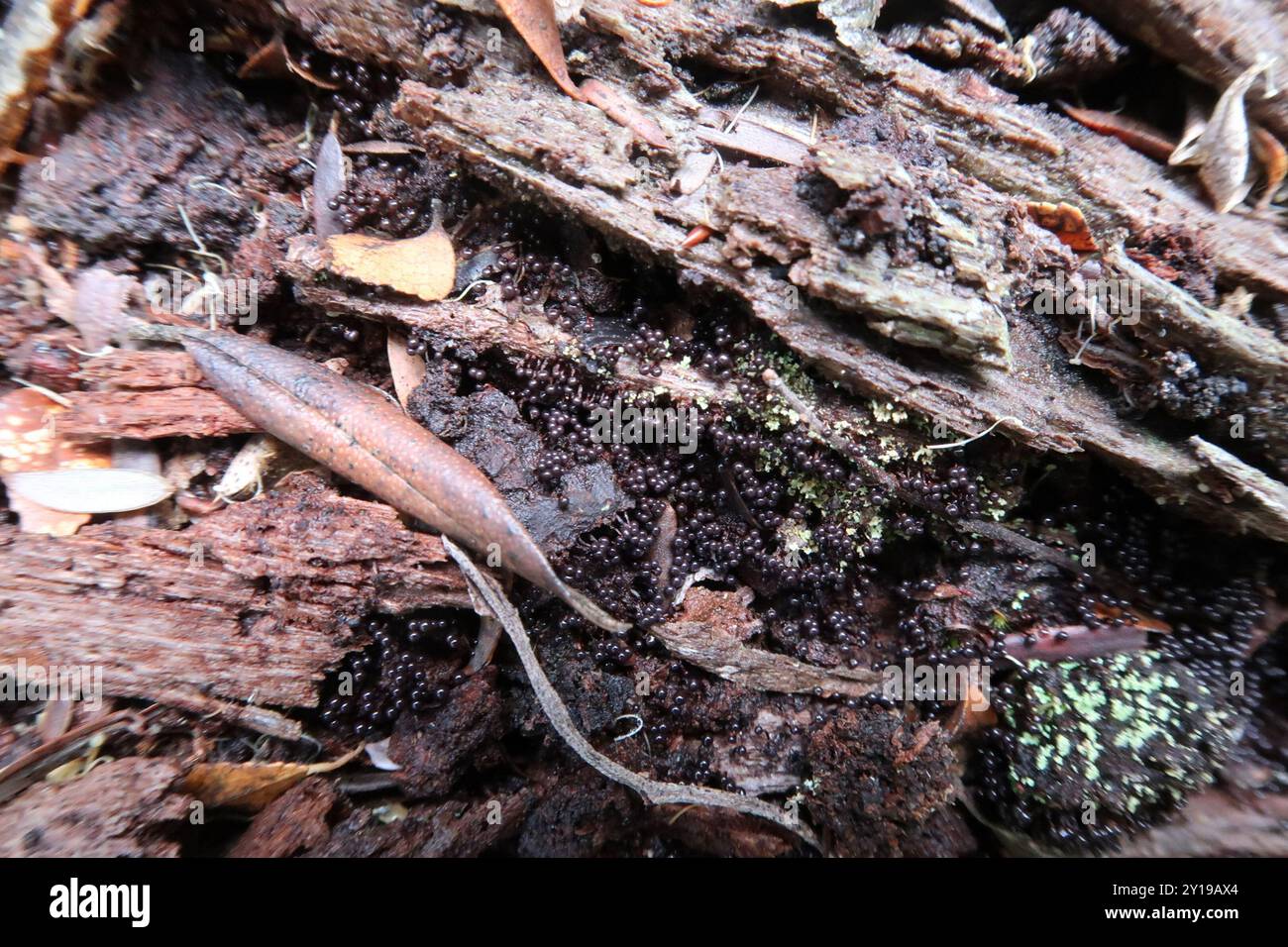 True slime molds hi-res stock photography and images - Alamy