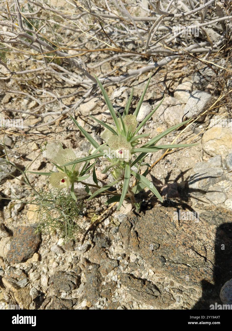 ghost flower (Mohavea confertiflora) Plantae Stock Photo - Alamy