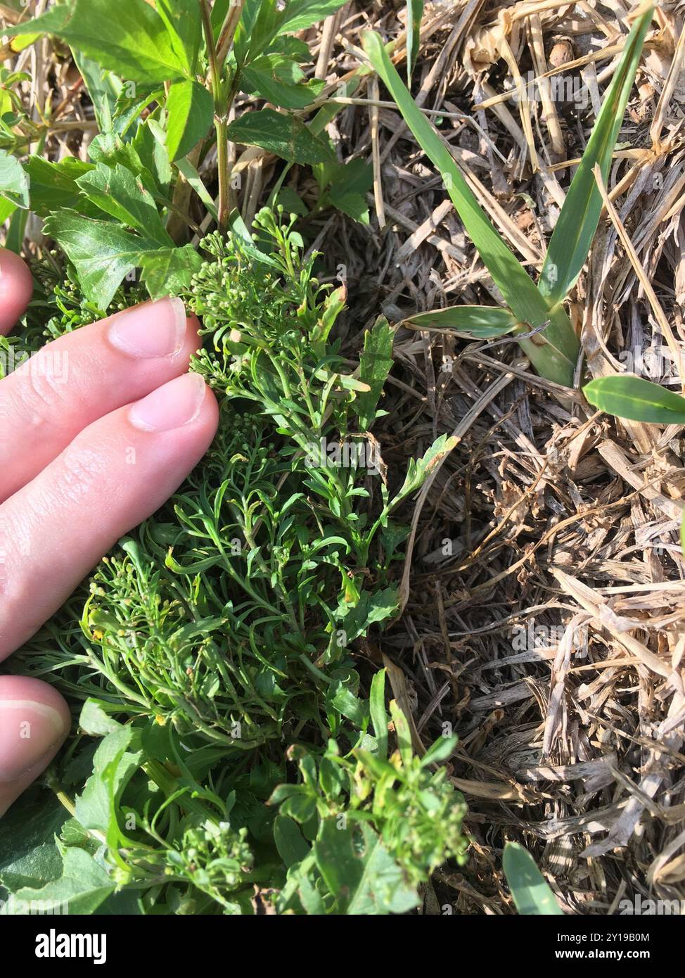 Virginia pepperweed (Lepidium virginicum) Plantae Stock Photo - Alamy