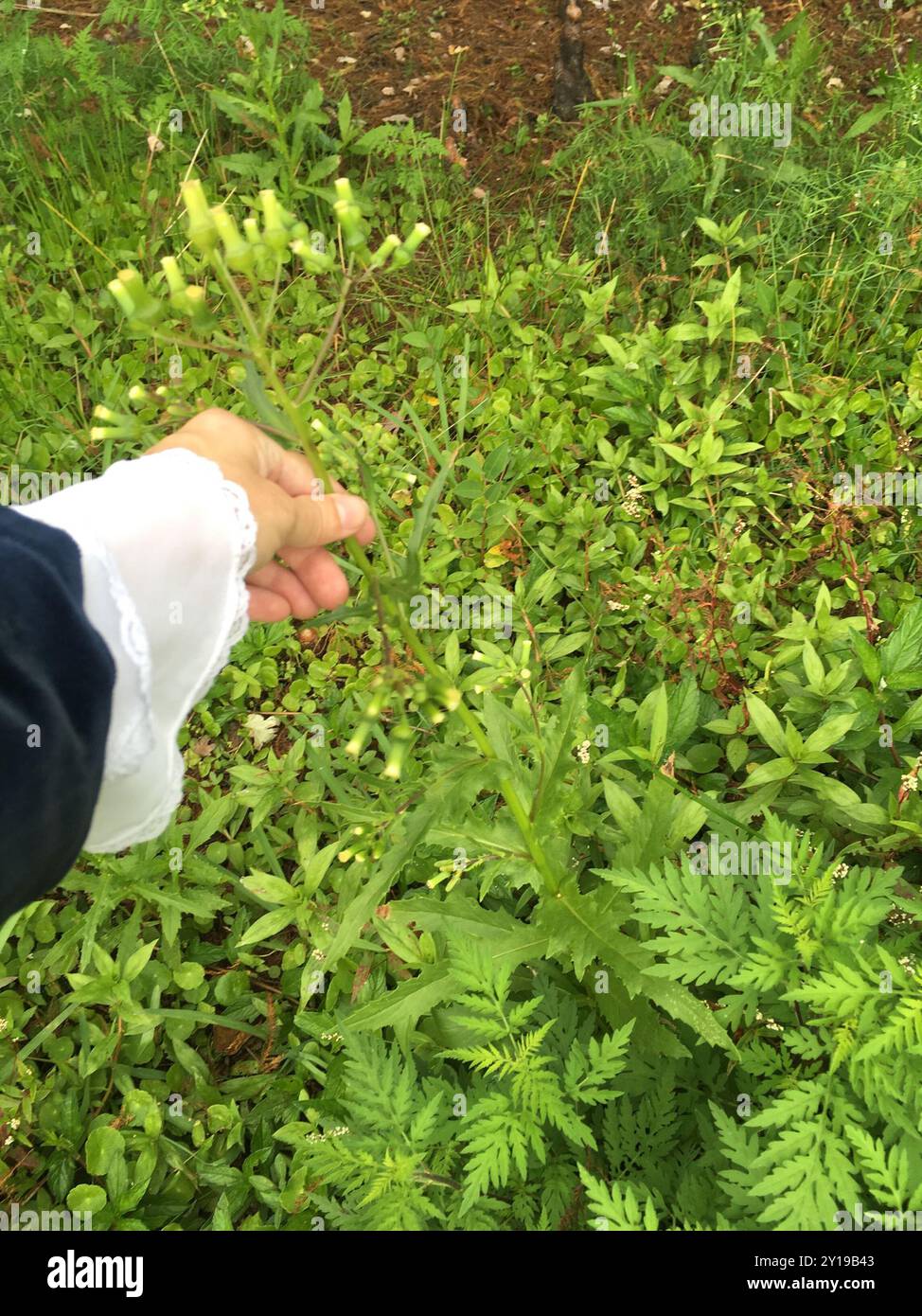 American burnweed (Erechtites hieraciifolius) Plantae Stock Photo - Alamy