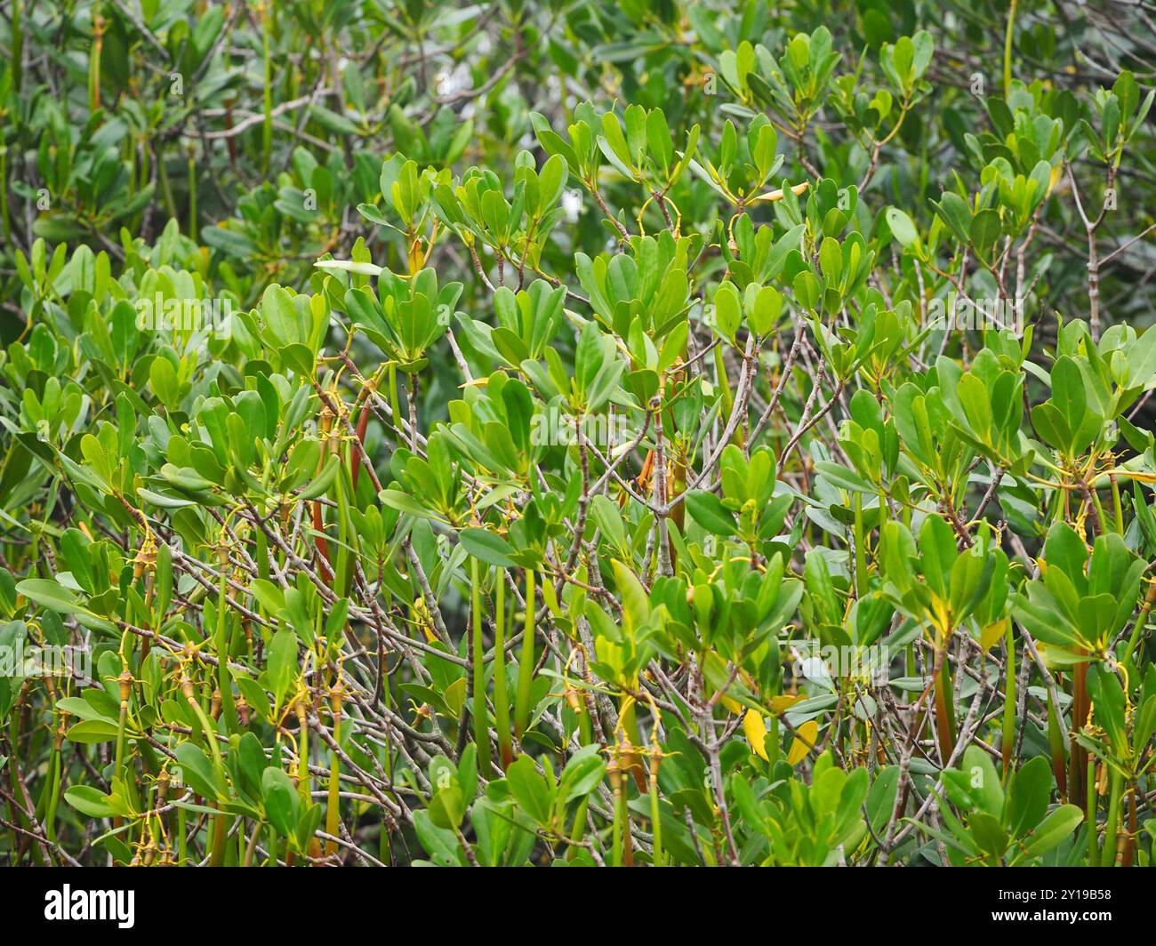 (Kandelia obovata) Plantae Stock Photo - Alamy
