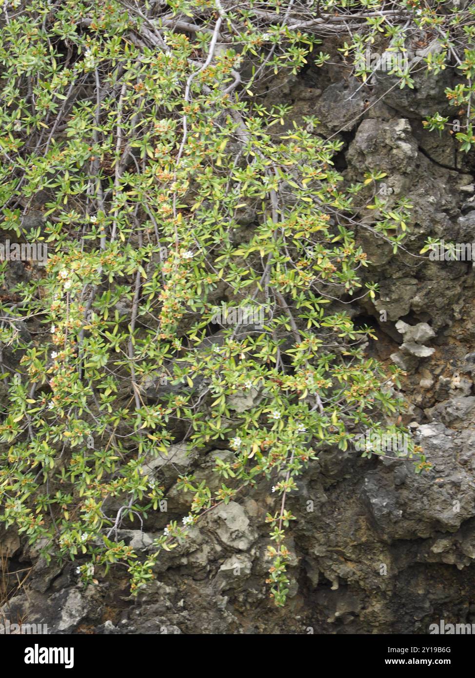 bantigue (Pemphis acidula) Plantae Stock Photo - Alamy