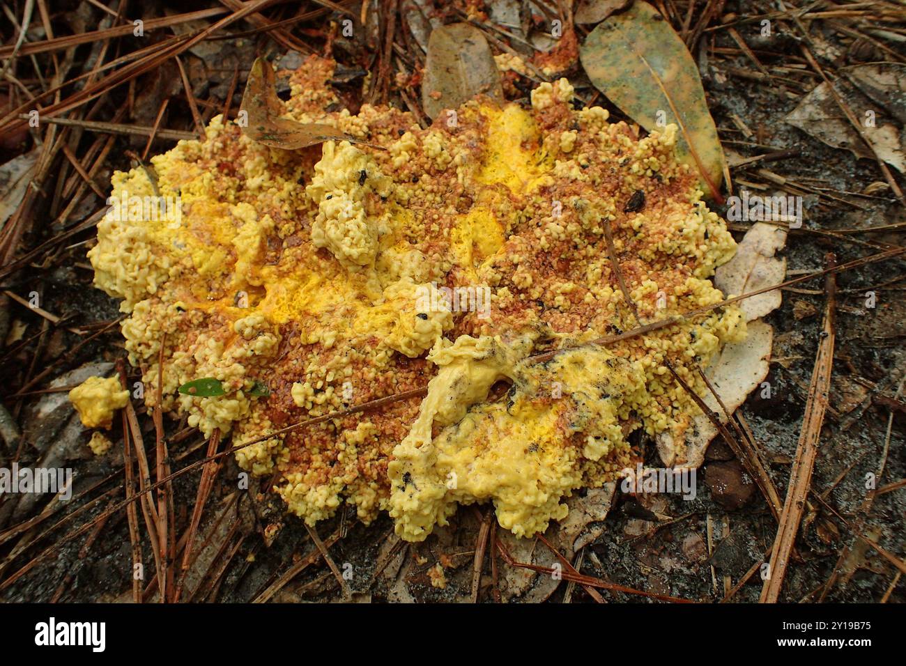 Dog Vomit Slime Mold (Fuligo septica) Protozoa Stock Photo - Alamy