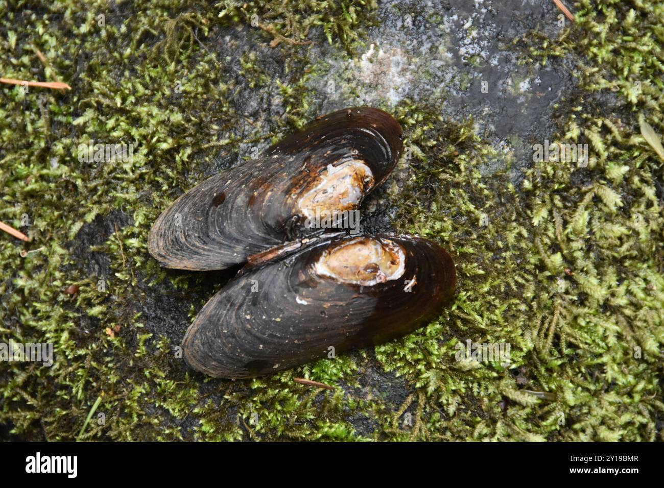Western Pearlshell (Margaritifera falcata) Mollusca Stock Photo - Alamy