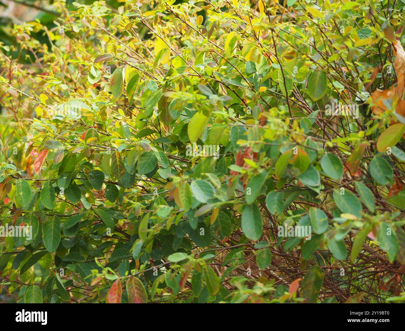 Pop-gun Seed (Bridelia tomentosa) Plantae Stock Photo - Alamy