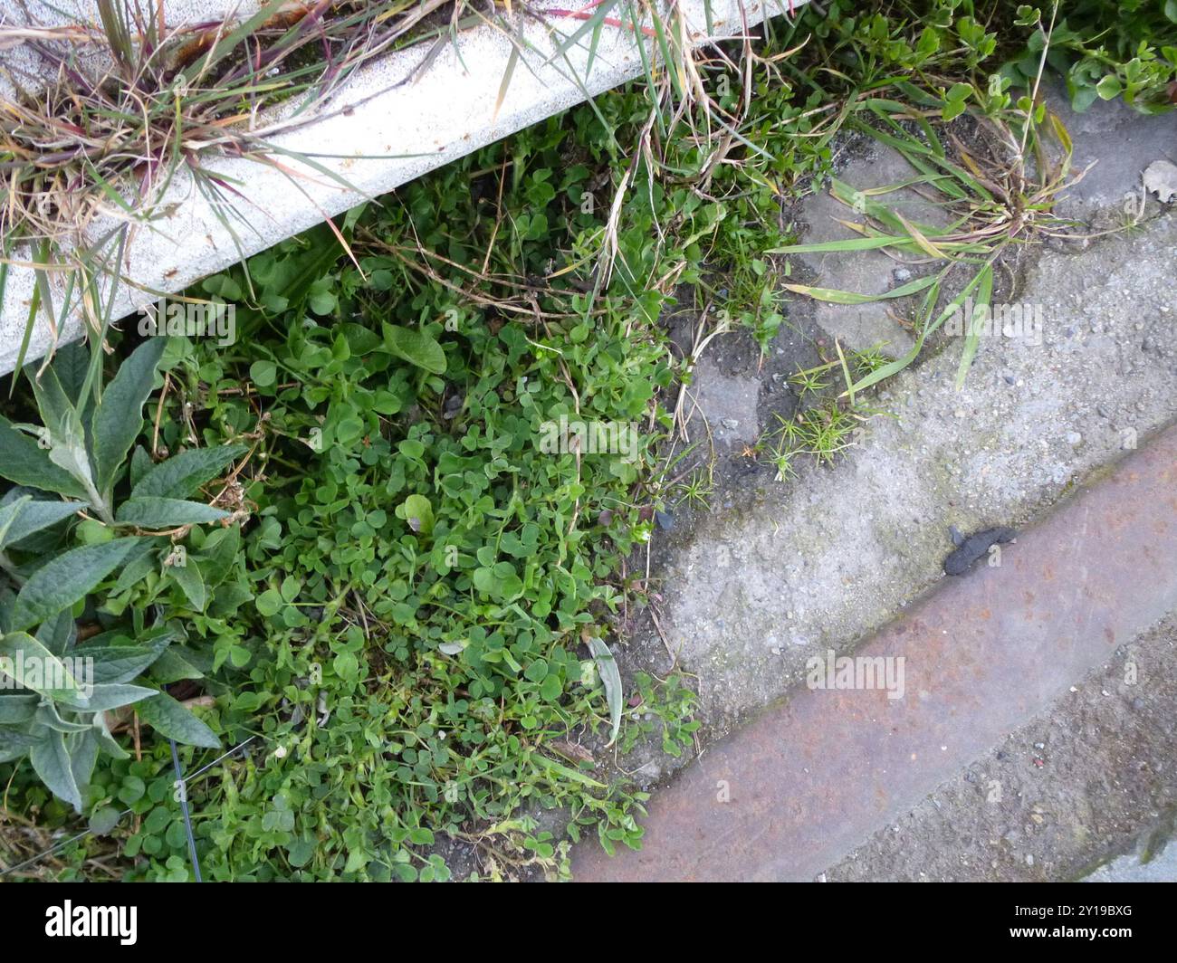 vascular plants (Tracheophyta) Plantae Stock Photo - Alamy