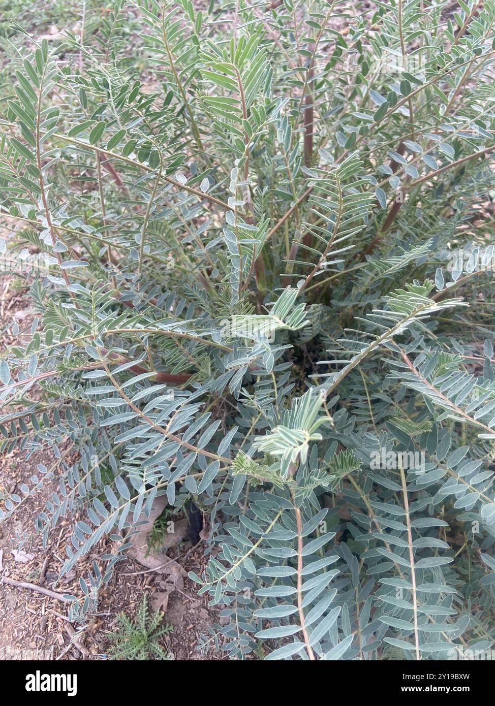 Scarlet Sesbane (Sesbania punicea) Plantae Stock Photo - Alamy