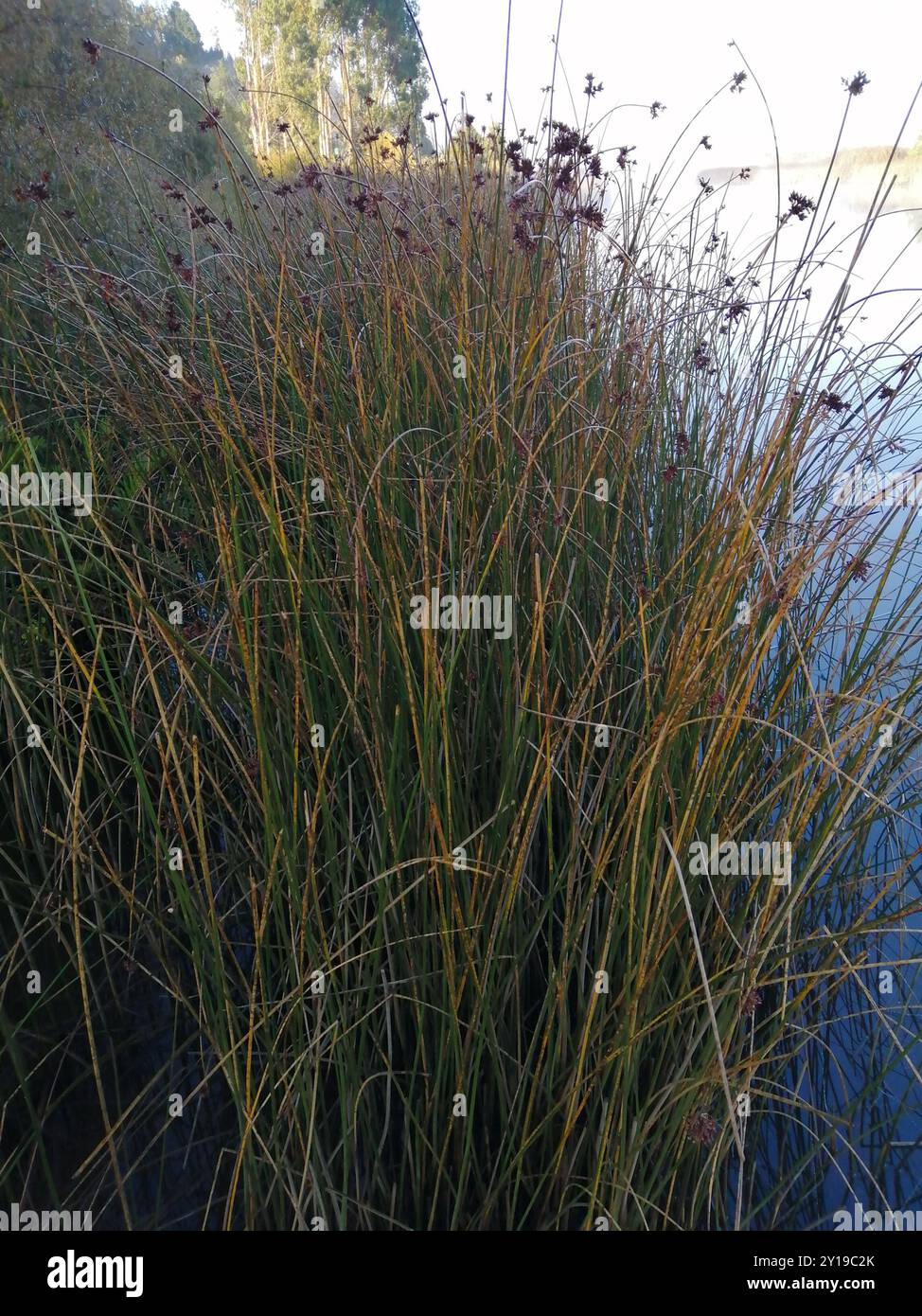 California bulrush (Schoenoplectus californicus) Plantae Stock Photo ...
