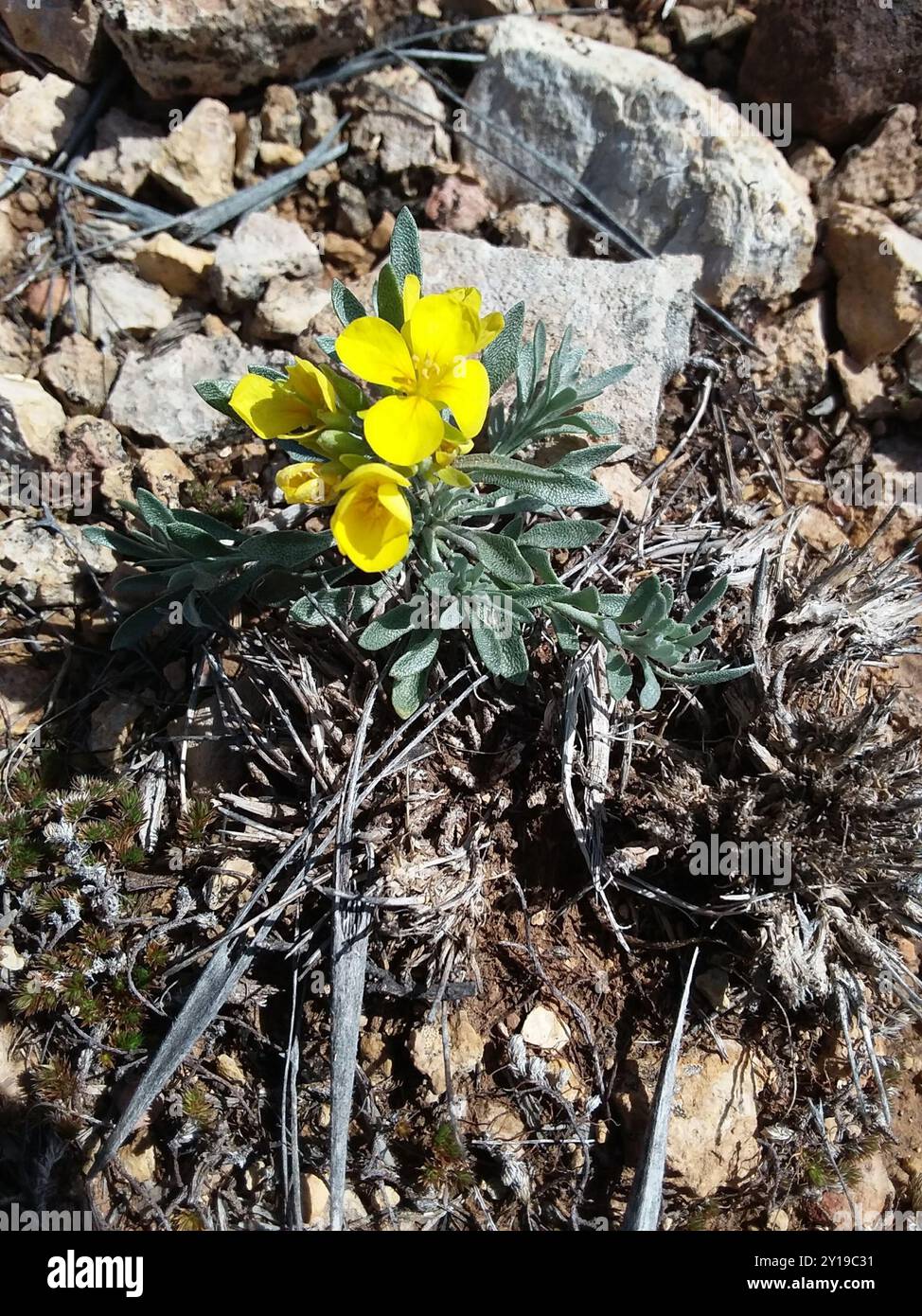 bladderpods (Physaria) Plantae Stock Photo - Alamy