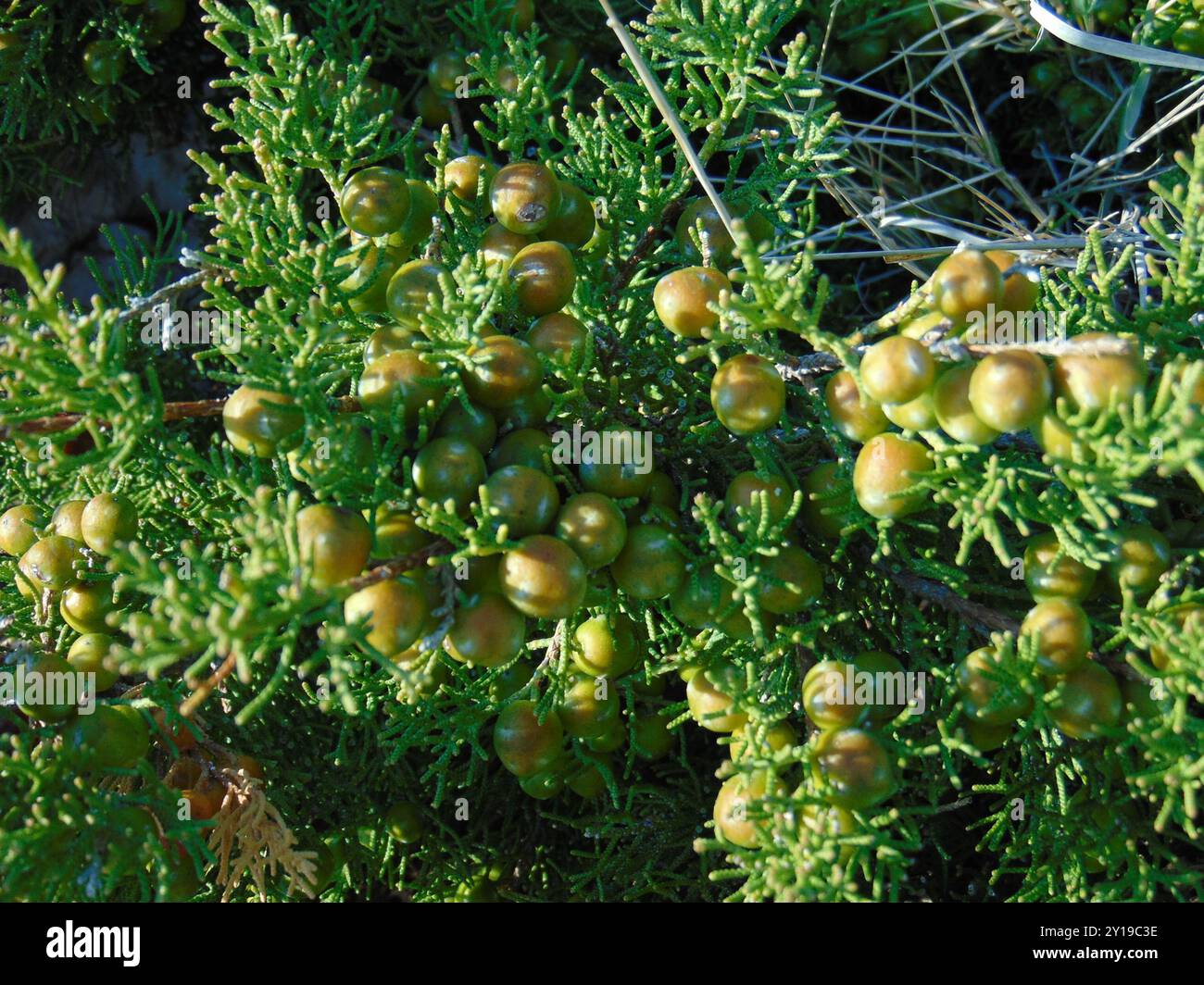 Mediterranean juniper (Juniperus turbinata) Plantae Stock Photo - Alamy