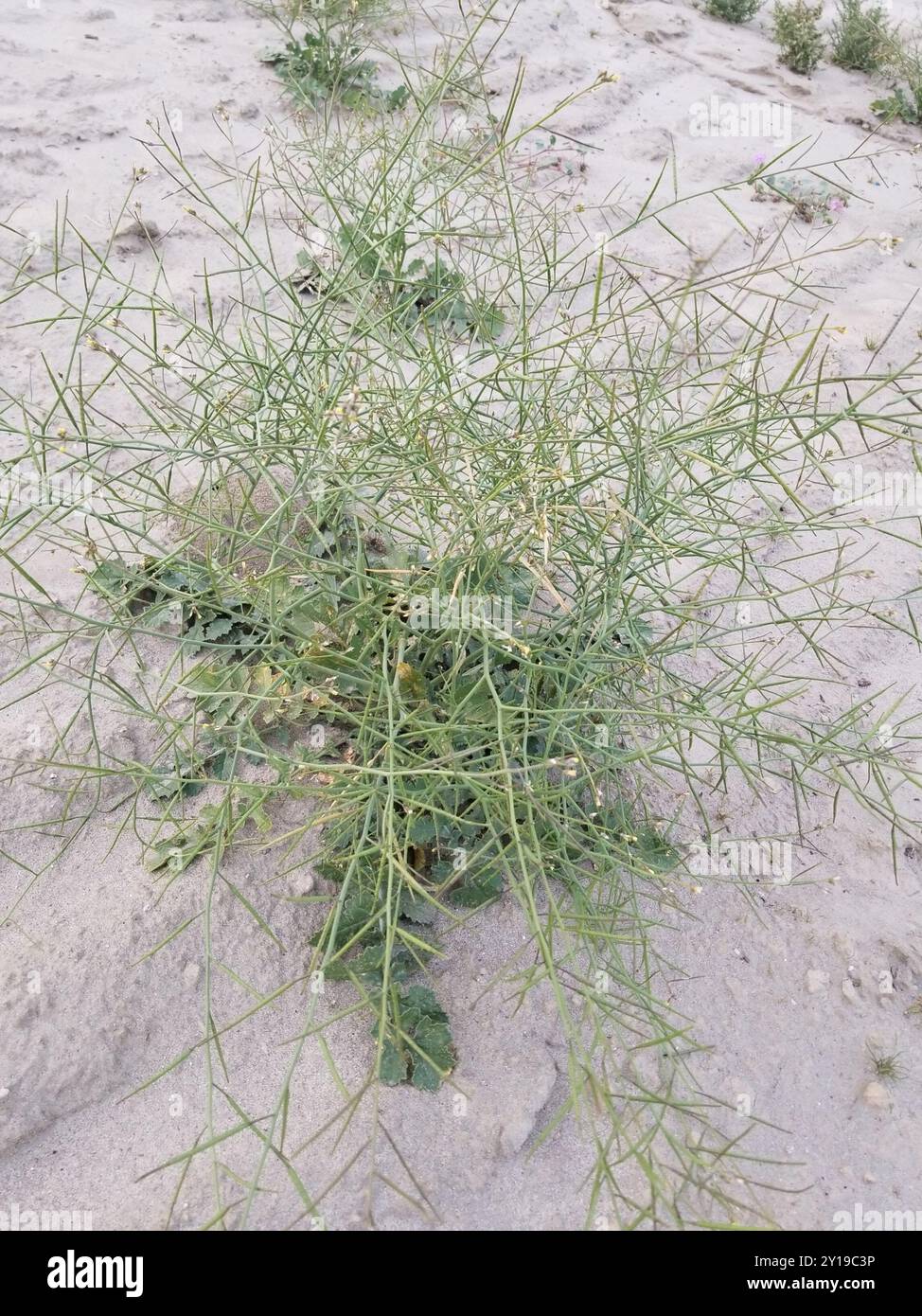 Saharan Mustard (Brassica tournefortii) Plantae Stock Photo - Alamy