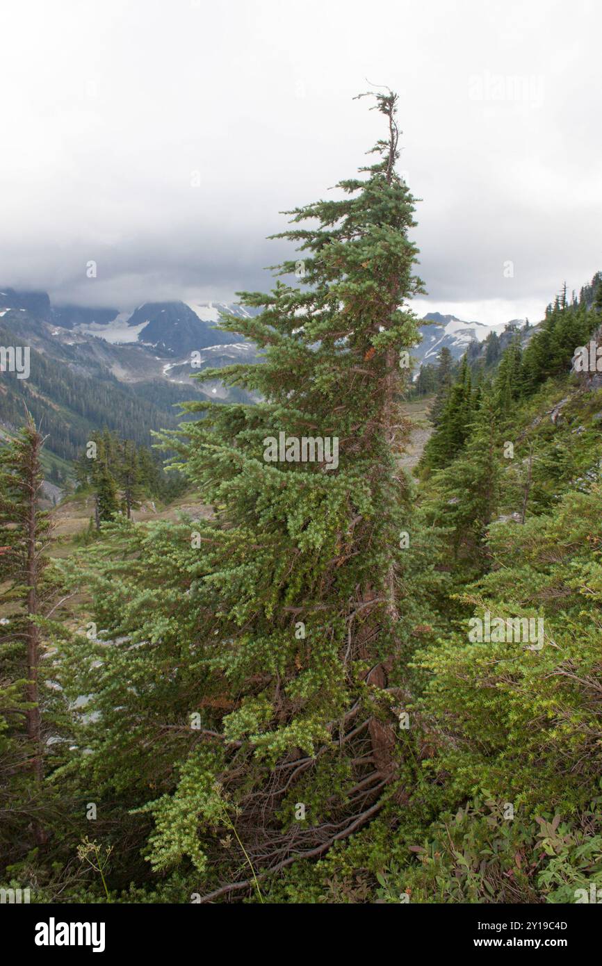 mountain hemlock (Tsuga mertensiana) Plantae Stock Photo - Alamy