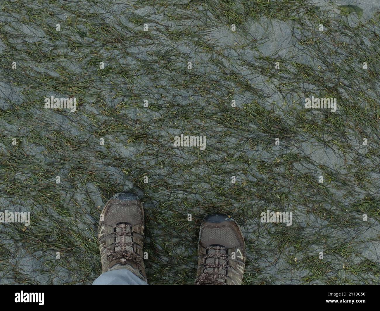 Japanese Eelgrass (Zostera japonica) Plantae Stock Photo - Alamy