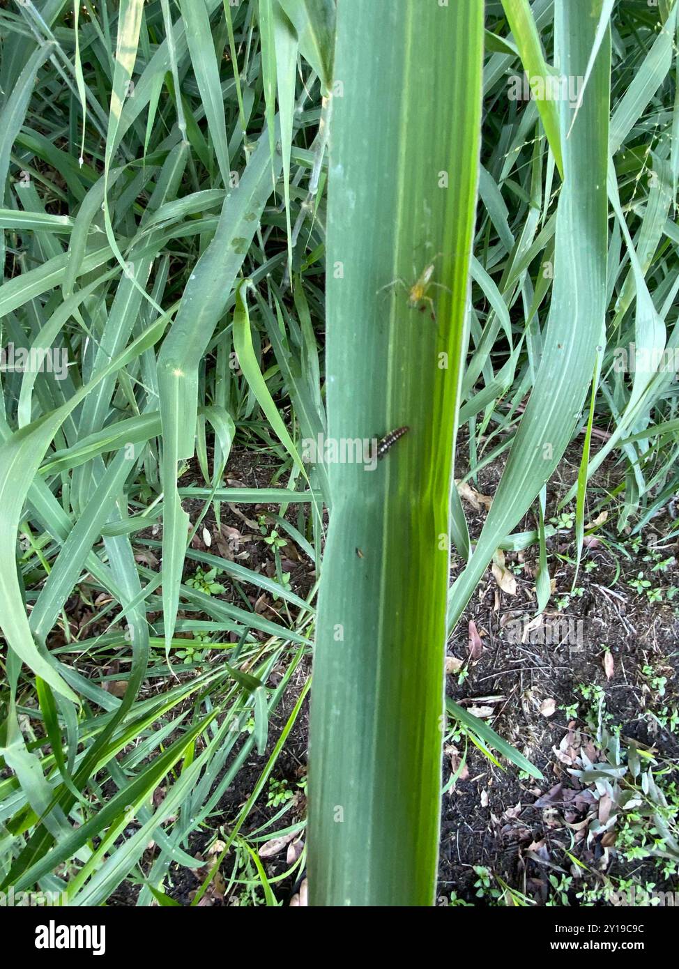 Striped Ladybird (Micraspis frenata) Insecta Stock Photo - Alamy