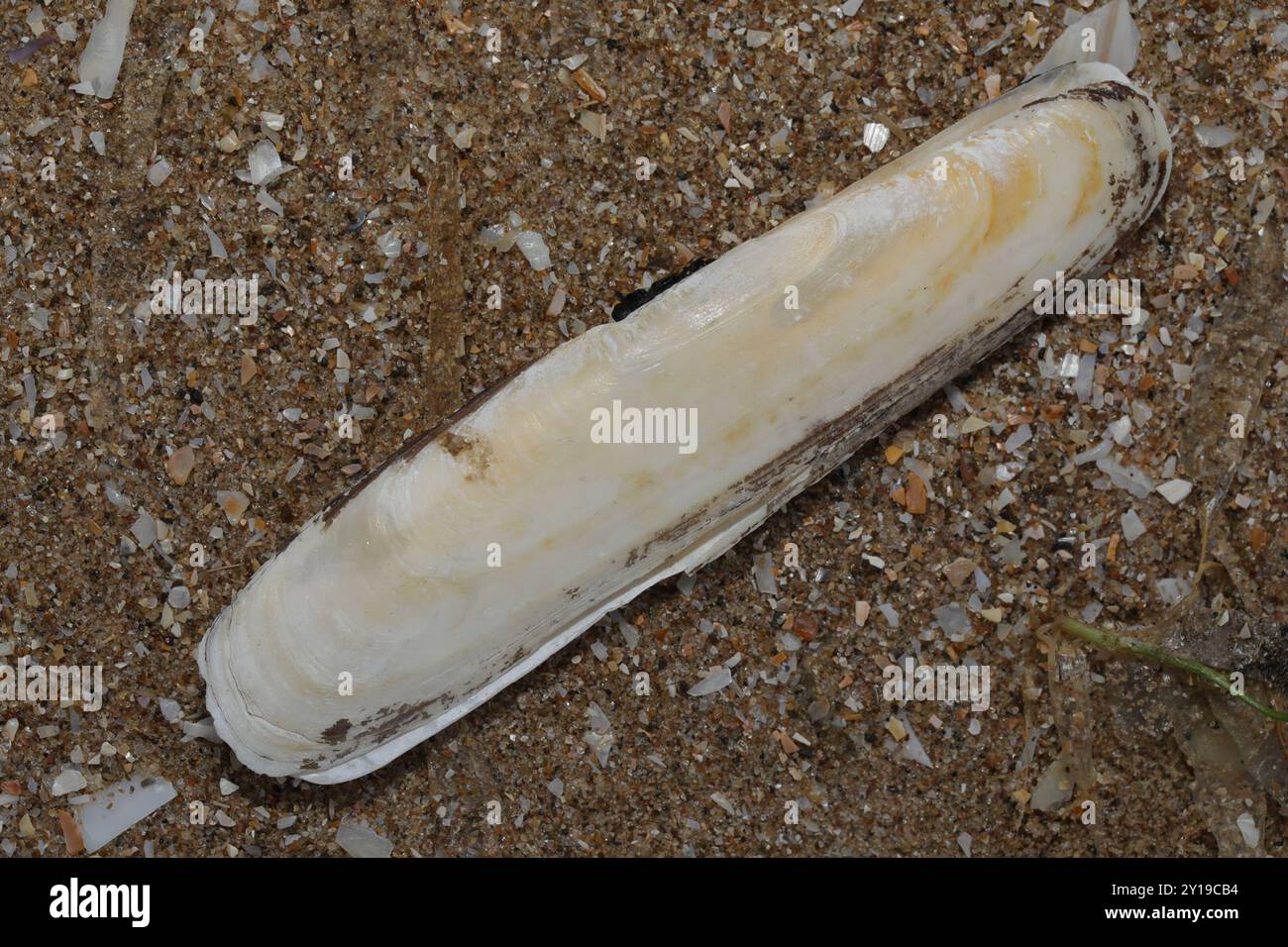 Pod Razor (Pharus legumen) Mollusca Stock Photo - Alamy