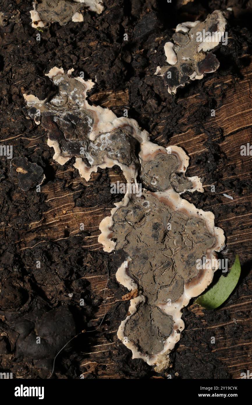 Brittle Cinder (Kretzschmaria deusta) Fungi Stock Photo - Alamy